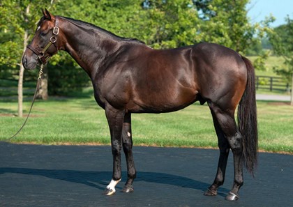 Paynter - Horse Profile - BloodHorse