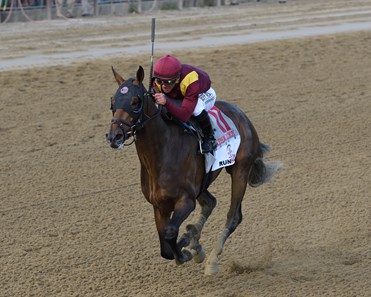 Catholic Boy - Horse Profile - BloodHorse