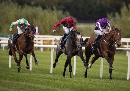 Saxon Warrior (JPN) - Horse Profile - BloodHorse