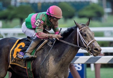 Sippican Harbor - Horse Profile - BloodHorse