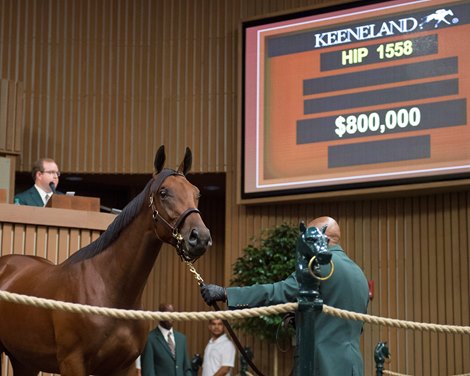 Zayat Stables Go to $800,000 for American Pharoah Colt - BloodHorse