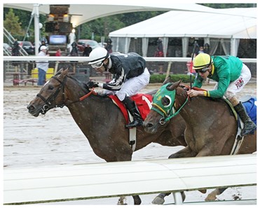 Hey Adrian - Horse Profile - BloodHorse