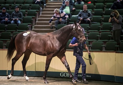 Coolmore and Zayat Stables Set to Reveal Frankel Colt - BloodHorse