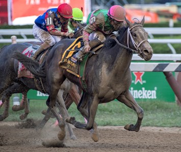 Sippican Harbor - Horse Profile - BloodHorse