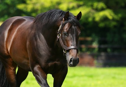 No Nay Never - Horse Profile - BloodHorse