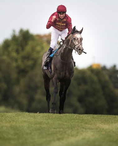 Roaring Lion Foals Impress at Tweenhills Stud - BloodHorse