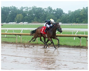 Hey Adrian - Horse Profile - BloodHorse