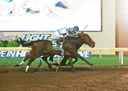 Lone Sailor - Horse Profile - BloodHorse