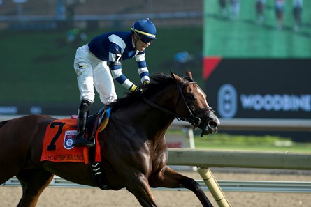Oscar Performance - Horse Profile - BloodHorse