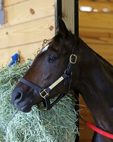 Lady Alexandra to Take on Boys in Nearctic Stakes - BloodHorse