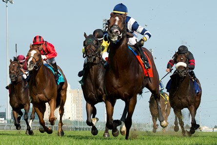 Oscar Performance - Horse Profile - BloodHorse