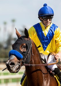 Vale Dori (ARG) - Horse Profile - BloodHorse