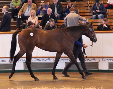 No Nay Never - Horse Profile - BloodHorse