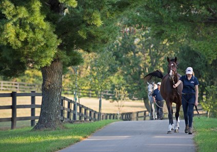 Songbird - Horse Profile - BloodHorse