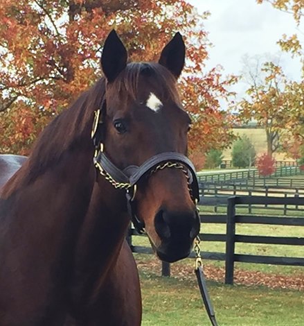 Ghostzapper to Stand at Adena Springs North in 2025 - BloodHorse