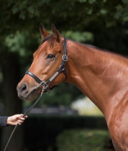 Lady Eli - Horse Profile - BloodHorse