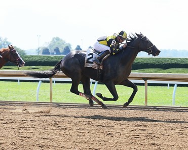 Big Dollar Bill - Horse Profile - BloodHorse