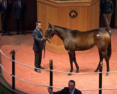 Stoneway Stretches to $300,000 for Cairo Prince Filly - BloodHorse