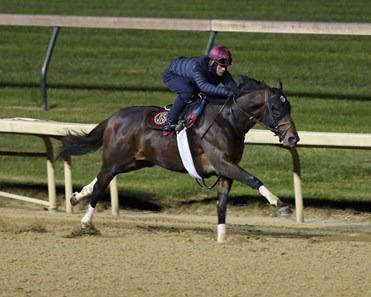 Catholic Boy - Horse Profile - BloodHorse
