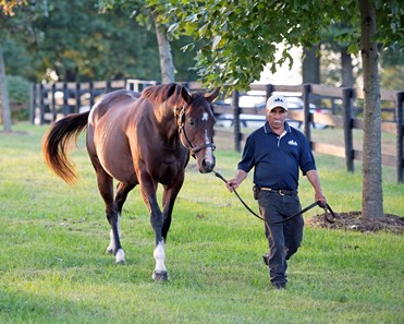 Songbird - Horse Profile - BloodHorse