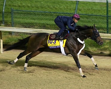 Catholic Boy - Horse Profile - BloodHorse