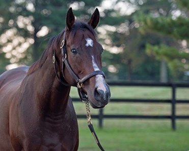 Songbird - Horse Profile - BloodHorse