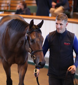 No Nay Never - Horse Profile - BloodHorse