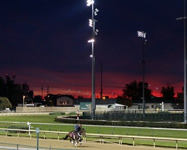 Catholic Boy - Horse Profile - BloodHorse