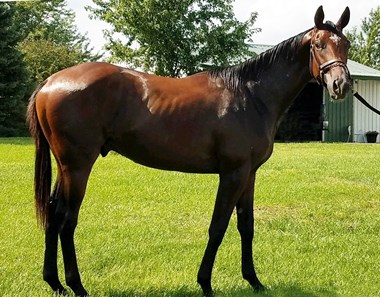 Mucho Macho Man - Horse Profile - BloodHorse