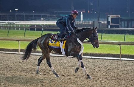 Catholic Boy - Horse Profile - BloodHorse