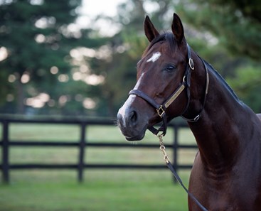 Songbird - Horse Profile - BloodHorse