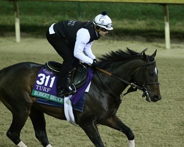 Robert Bruce (CHI) - Horse Profile - BloodHorse