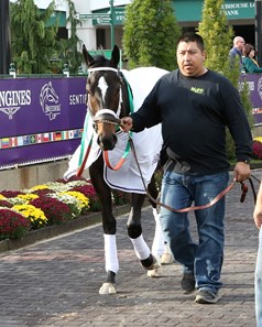 Sippican Harbor - Horse Profile - BloodHorse