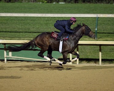 Catholic Boy - Horse Profile - BloodHorse