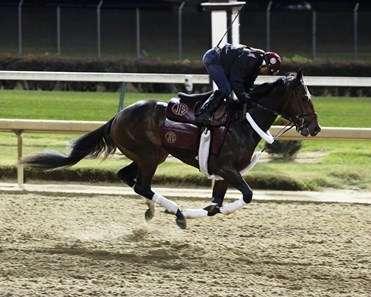 Catholic Boy - Horse Profile - BloodHorse