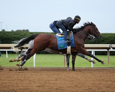 Oscar Performance - Horse Profile - BloodHorse