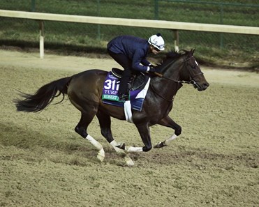 Robert Bruce (CHI) - Horse Profile - BloodHorse