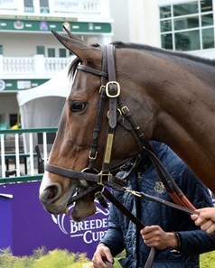 Fourstar Crook - Horse Profile - BloodHorse