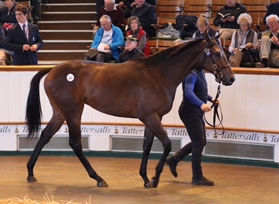 No Nay Never - Horse Profile - BloodHorse