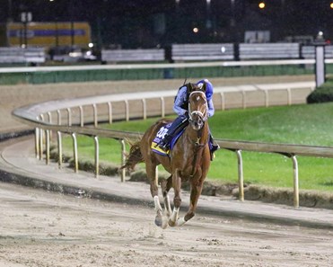 Monomoy Girl - Horse Profile - BloodHorse