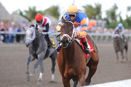 Uncle Mo - Horse Profile - BloodHorse