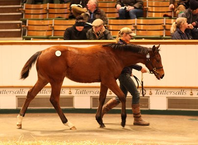 Showcasing (GB) - Horse Profile - BloodHorse