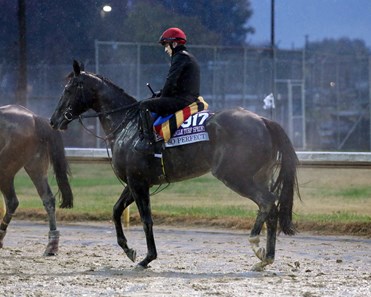 So Perfect - Horse Profile - BloodHorse