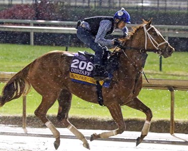 Monomoy Girl - Horse Profile - BloodHorse