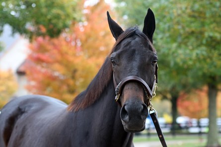 Song of Bernadette - Horse Profile - BloodHorse