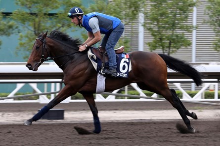 Inns of Court (IRE) - Horse Profile - BloodHorse