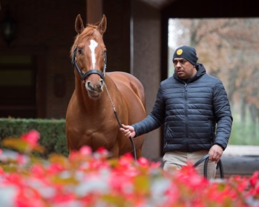 Curlin - Horse Profile - BloodHorse