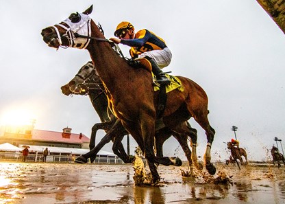 Pretty Lady - Horse Profile - BloodHorse