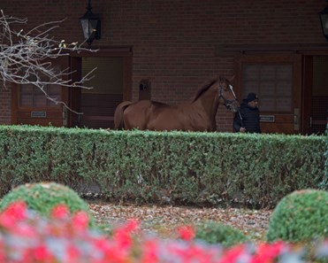 Curlin - Horse Profile - BloodHorse