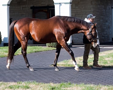 Into Mischief - Horse Profile - BloodHorse